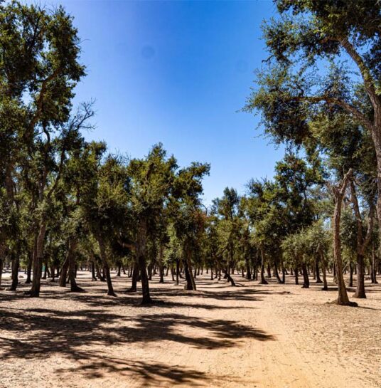 Forêt Maâmora – Visit Rabat